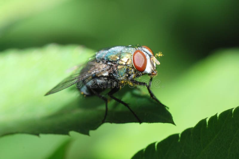 Flying Insect Scarab Beetle Stock Photo - Image of animal, china: 20649044