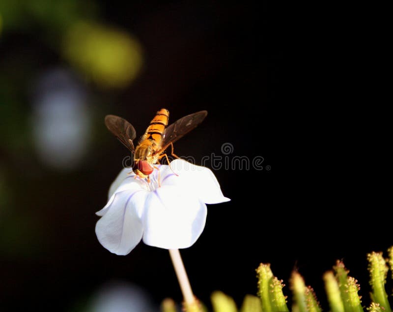 Fly insect stock image. Image of animal, beautiful, nature - 1901263