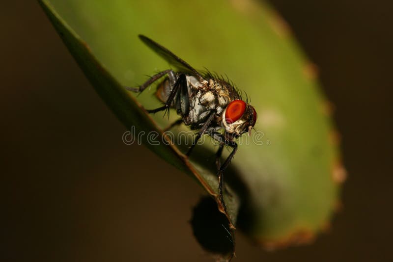 Fly insect stock photo. Image of wild, macro, green, nature - 3259448