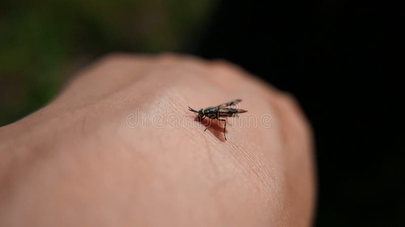 A Fly Insect Bites a Human Hand Stock Video - Video of lizard, pest ...