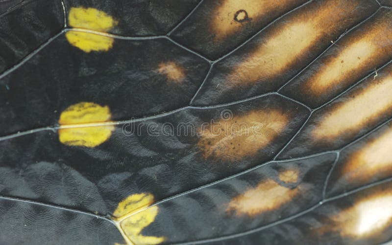 Fly Insect Cicada Wing Texture Background Stock Photo - Image of detail ...