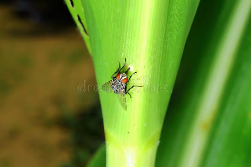 Fly insect on corn leaf stock image. Image of forest - 67528409