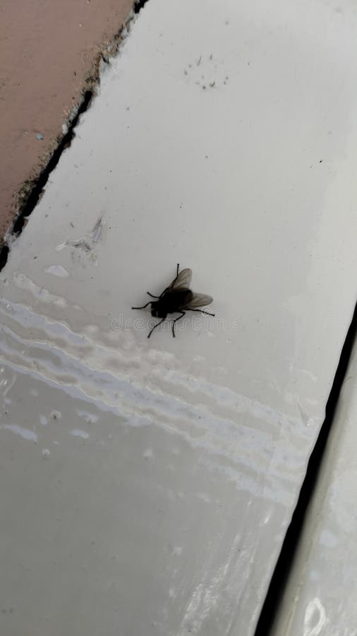 Fly stock photo. Image of cute, dragonfly, insect, animal - 279098582