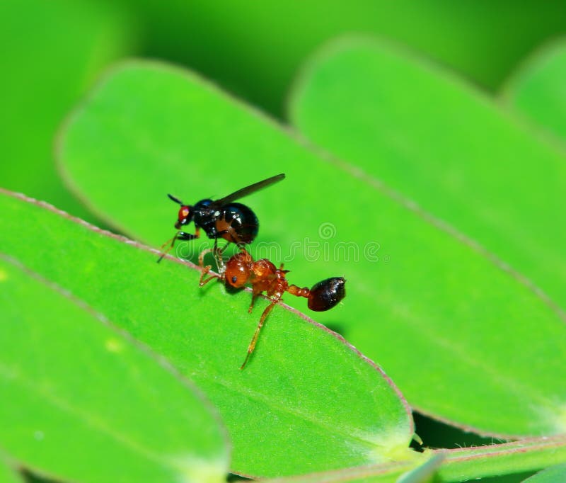 Fly Insect Eat Die Ant on Macro Photography Stock Photo - Image of ...