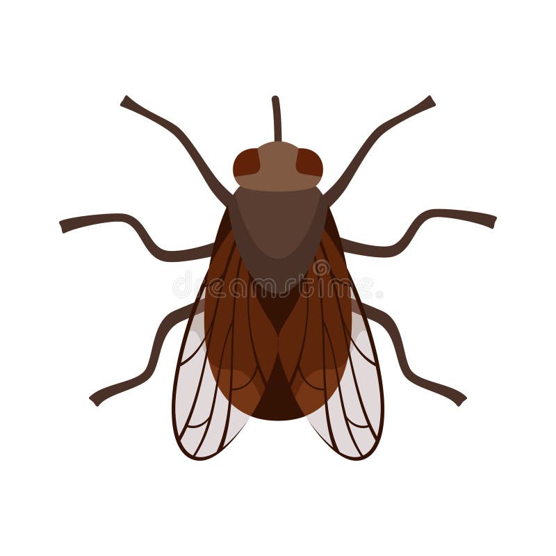 Realistic Fly Insect Flat Style Vector Illustration Stock Vector ...