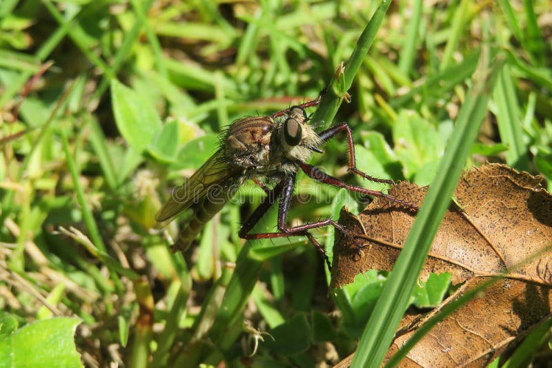 Fly Insect in Florida Forest Stock Image - Image of grass, adder: 204599045