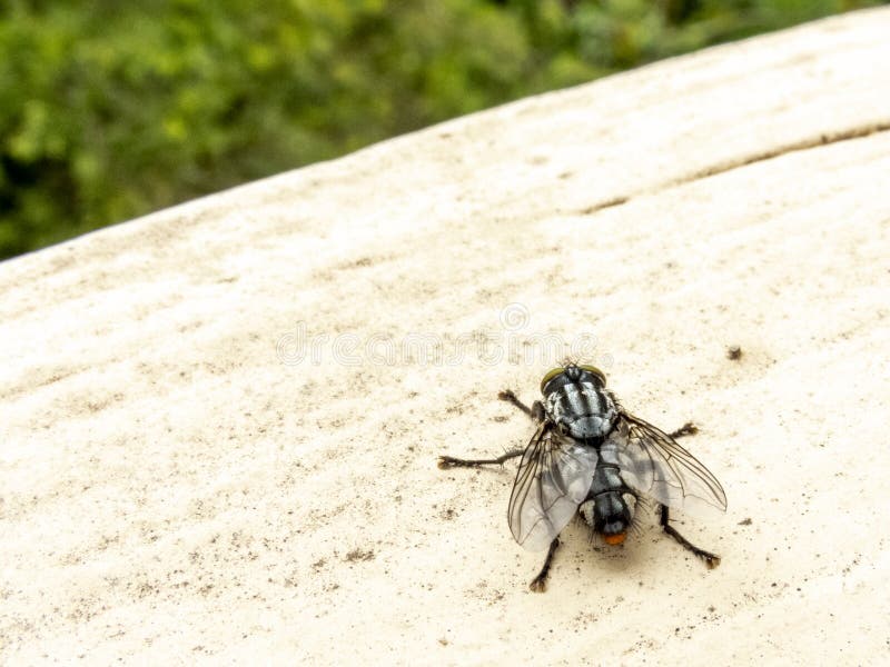 Fly insect stock photo. Image of live, macro, carrier - 135367550