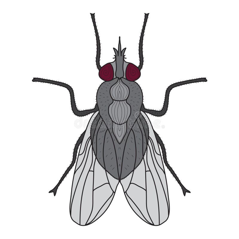 Fly Insect. Fly Isolated on White Background. Vector Illustration Stock ...