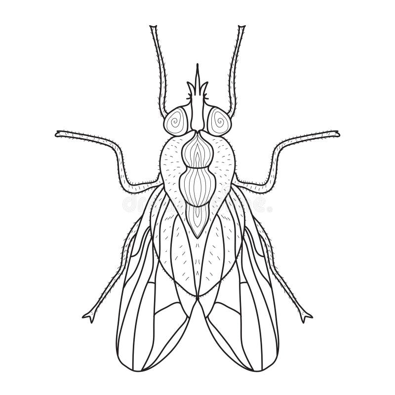 Fly Insect. Fly Isolated on White Background. Vector Illustration Stock ...