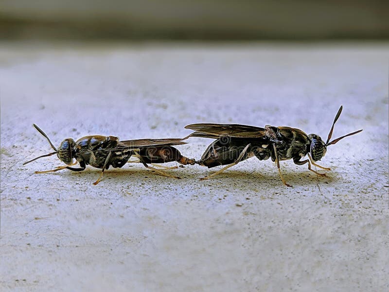 Insect Fornicate Stock Photos - Free & Royalty-Free Stock Photos from ...
