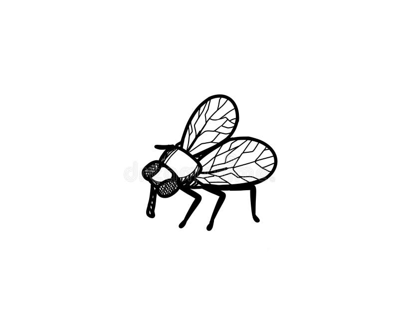 Fly Insect Illustration, Flies Bug Isolated Background Stock ...