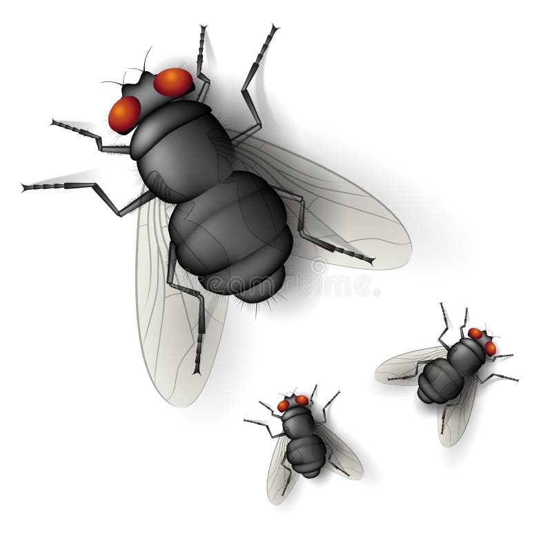 Fly Clipart Stock Illustrations – 41,105 Fly Clipart Stock ...