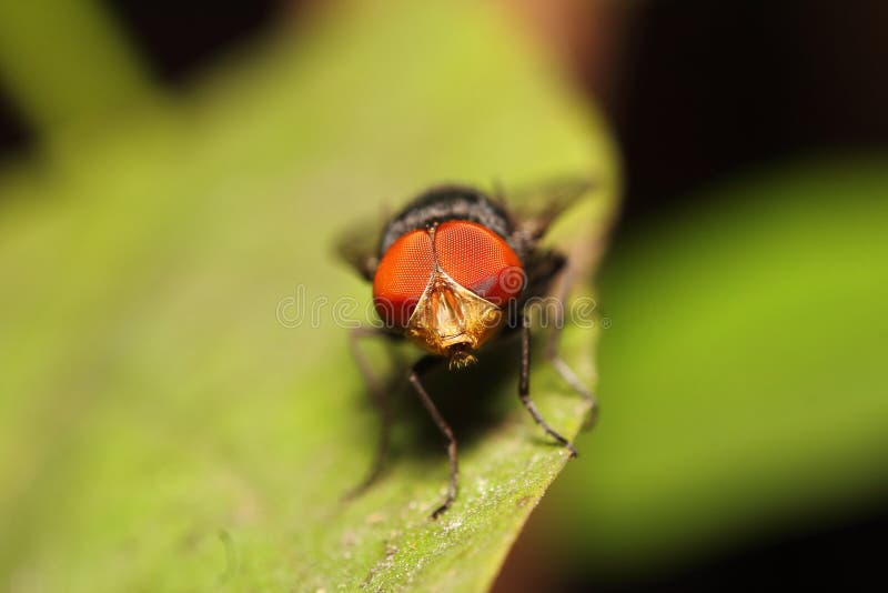 Fly insect stock image. Image of flies, nature, isolated - 63834031