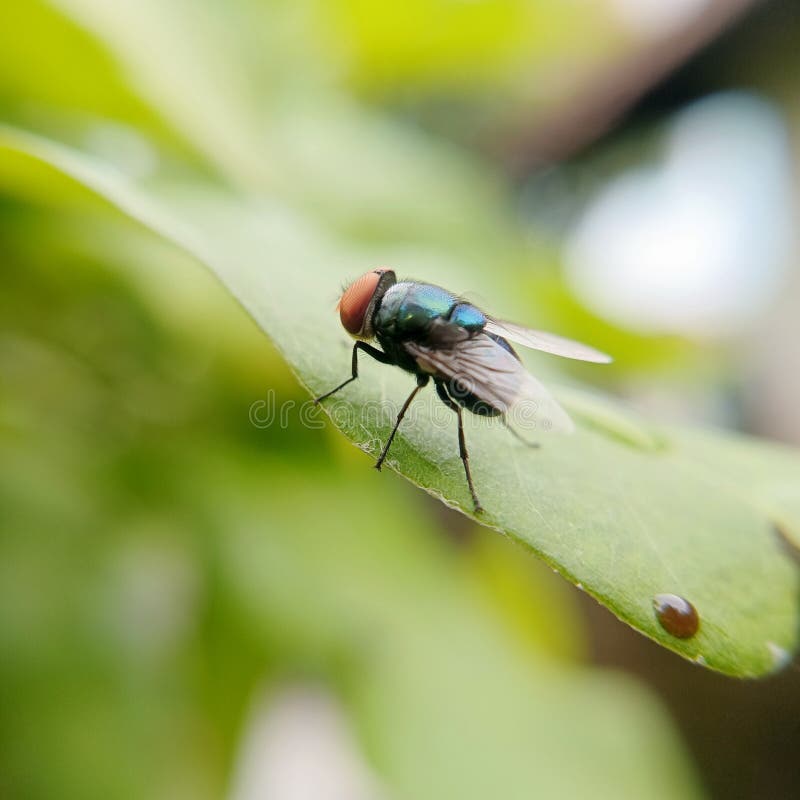 Fly Insect on Leaf Green at Garden Stock Photo - Image of garden, green ...