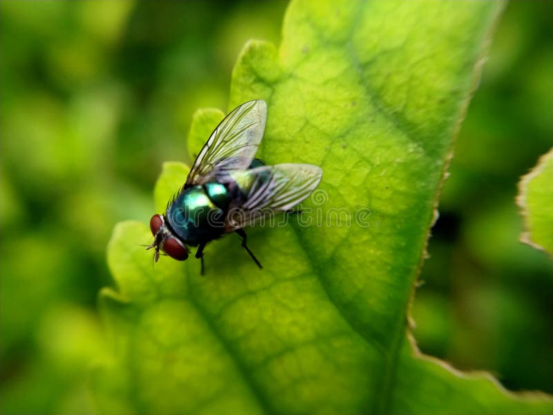 Fly Insect Living in the Green Garden Stock Image - Image of living ...