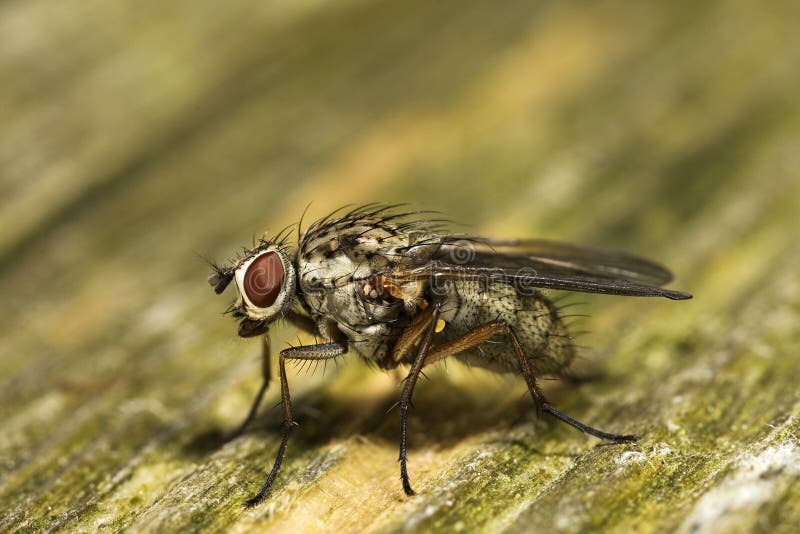 Fly Macro Picture. Image: 8594982