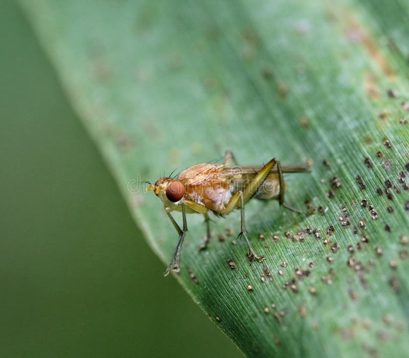Fly Insect Macro Closeup Detal Stock Photo - Image of macro, detal ...