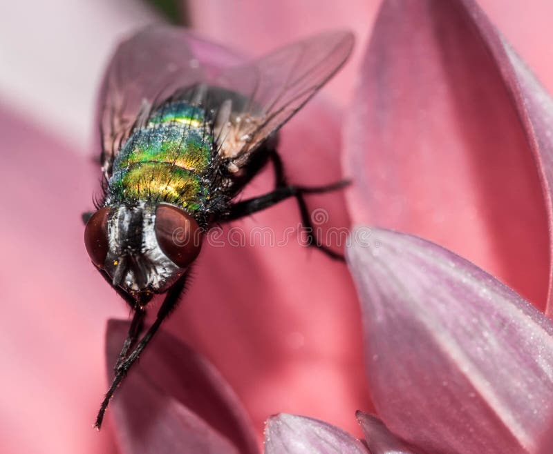 Fly insect stock photo. Image of muche, macrofot, insect - 157951802