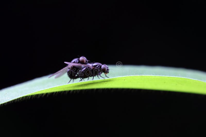 Fly insect mating stock image. Image of reproduction - 380014285