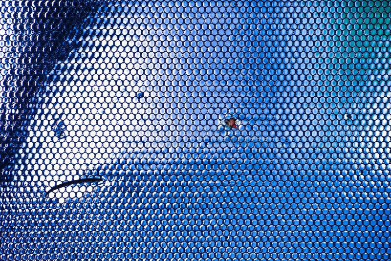 Fly , Insect Mesh Nylon Screen with Waterdops,background, Blue Effect ...