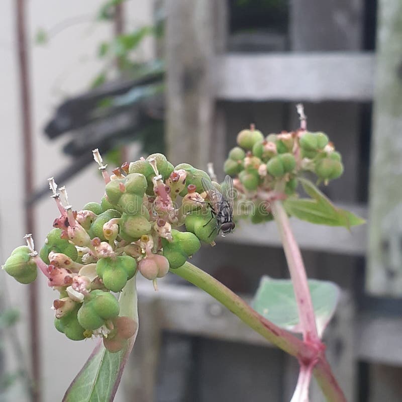 Fly Insect Nature Green Red Branch Stock Photo - Image of insect, green ...