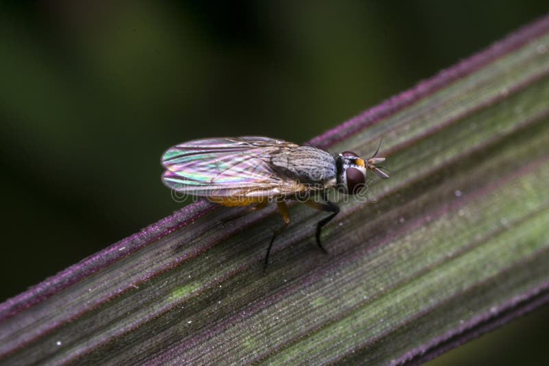 Fly insect on a plant leaf stock image. Image of isolated - 94291177