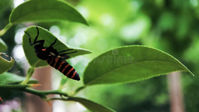 A Fly Insect Sitting on a Leaf from Down Side Stock Image - Image of ...