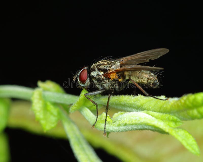 Fly Insect on Stems Sideways Stock Image - Image of closeup, stems ...