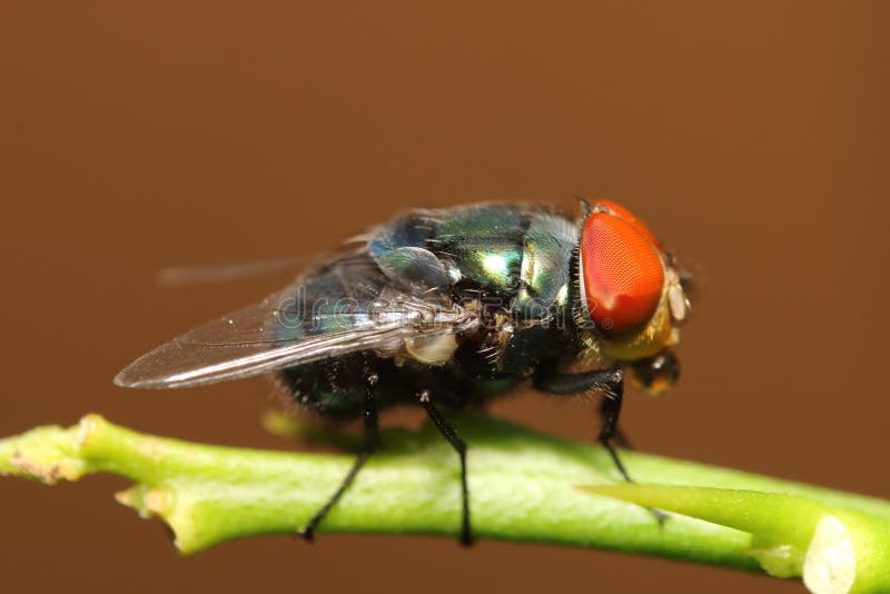 Blue Fly stock image. Image of close, detail, insect, fauna - 5041227