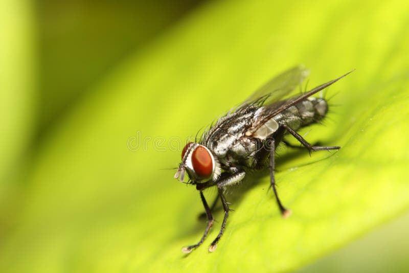 Fly insect stock image. Image of grass, musca, natural - 66230085