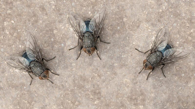 Fly insect stock photo. Image of nasty, nature, nuisance - 70927588