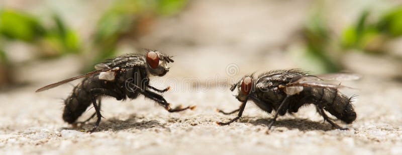 Fly insect stock image. Image of natures, nature, foot - 74468667