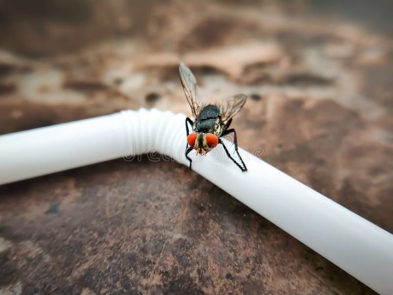 Fly insects stock photo. Image of flower, hand, blue - 329797218