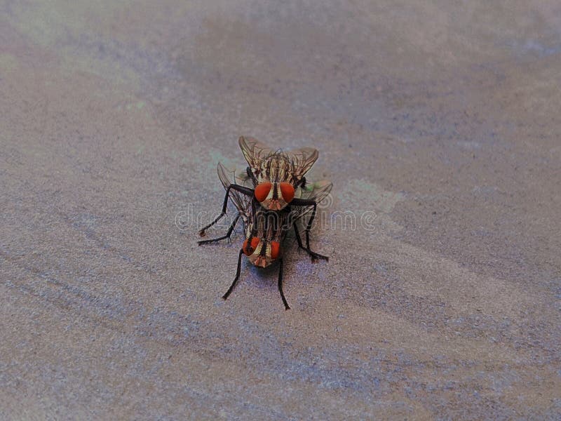 Fly Insects are Mating on the Gray Cement Floor. Stock Photo - Image of ...
