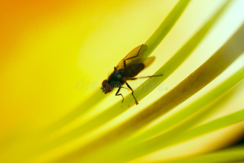 Fly In The Inside Picture. Image: 2944834