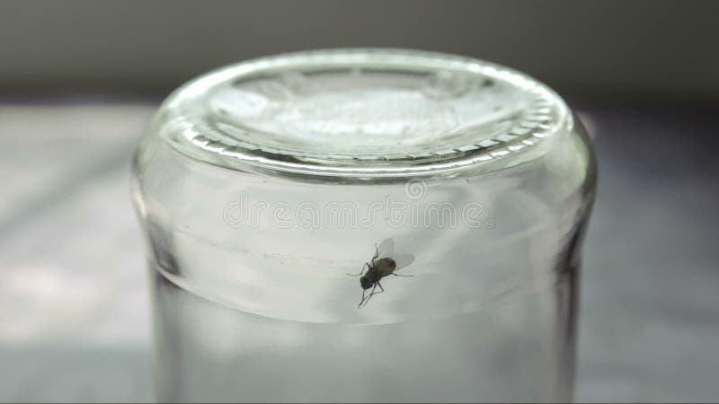 Fly Inside Jar Cleaning Itself Stock Footage - Video of animalia ...