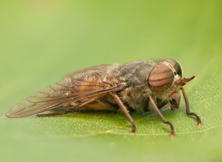 Fly stock image. Image of annoyance, intrusion, entomology - 31755435