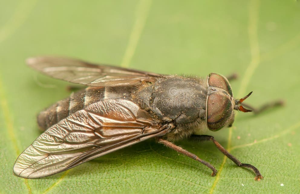 Fly stock photo. Image of head, tabaninae, micro, horsefly - 31755474