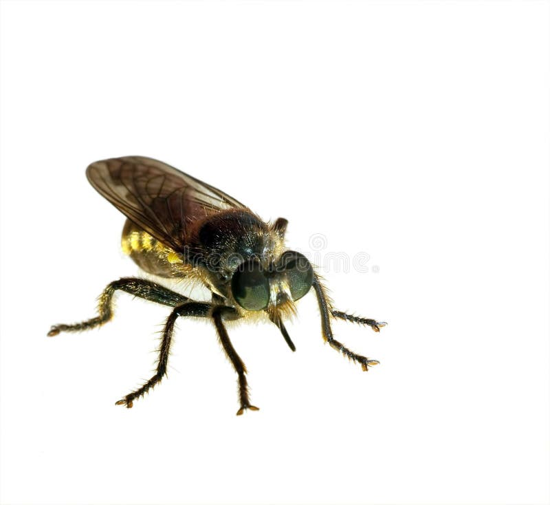 Fly - isolated stock image. Image of cleanliness, dirty - 16220003