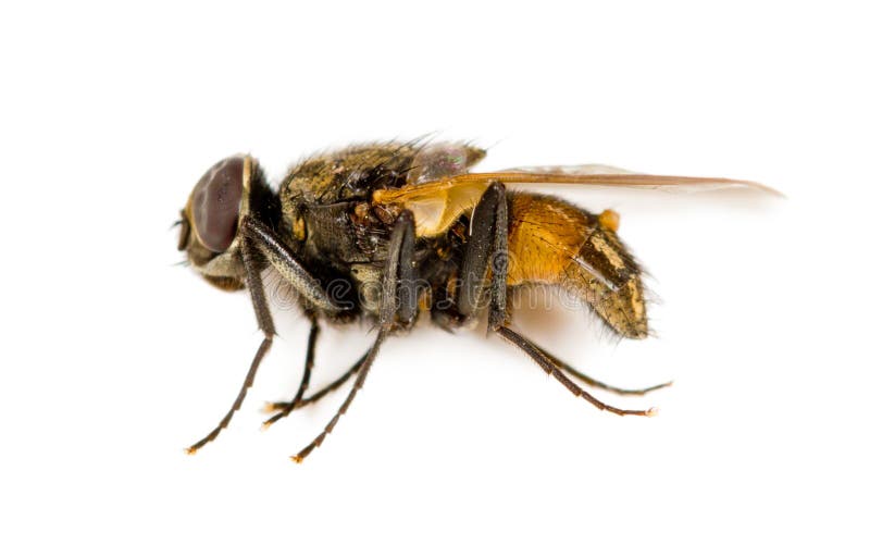 Fly isolated stock photo. Image of close, calliphora - 43532840