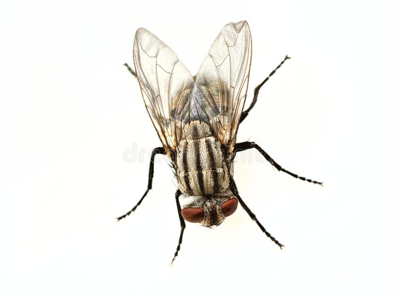 Kitten and Running Away Mouse Stock Photo - Image of animal, catus ...