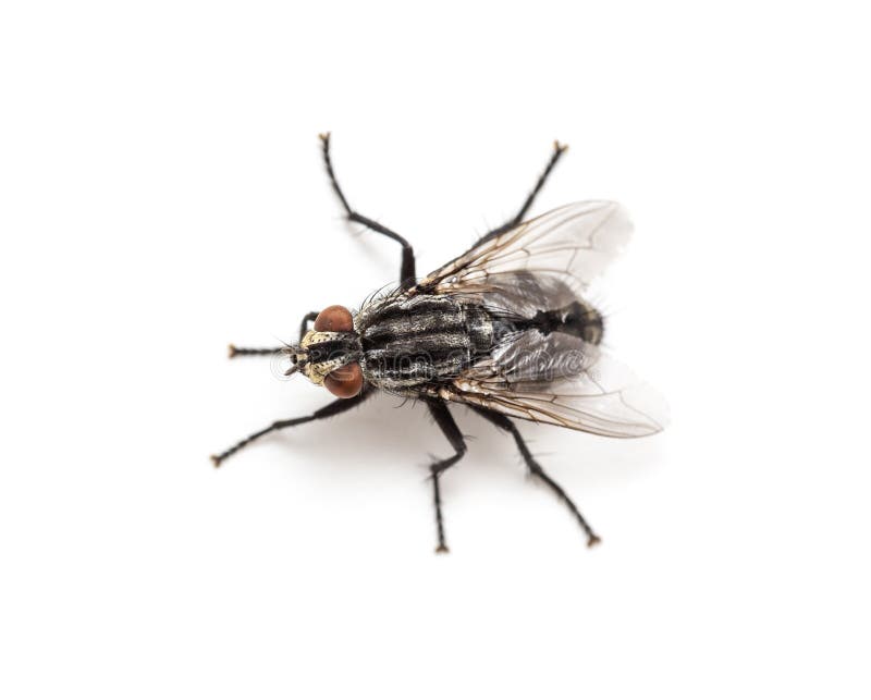 Fly isolated on a white stock image. Image of single - 259505353