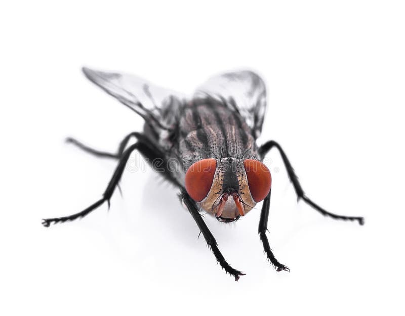 9,172 Fruit Fly White Background Stock Photos - Free & Royalty-Free ...