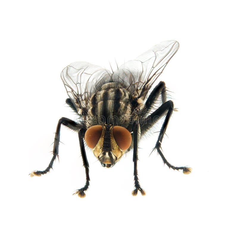 Fly stock image. Image of unhygienic, pets, wing, animals - 39803575