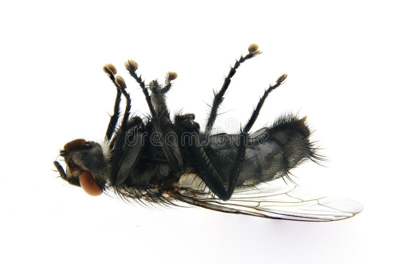 Fly stock photo. Image of pets, animal, hair, unhygienic - 39803582