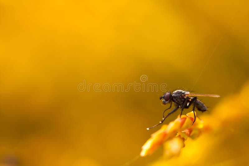 A Fly Known As Housefly at Yellow Background Stock Photo - Image of ...