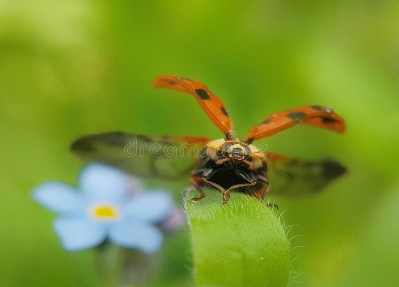 Fly stock image. Image of ladybug, mobile, creative - 130873201