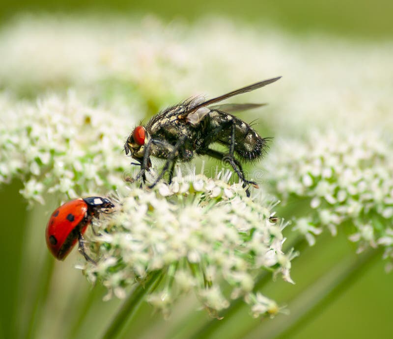 Fly and ladybug stock image. Image of ladybird, macro - 123257661