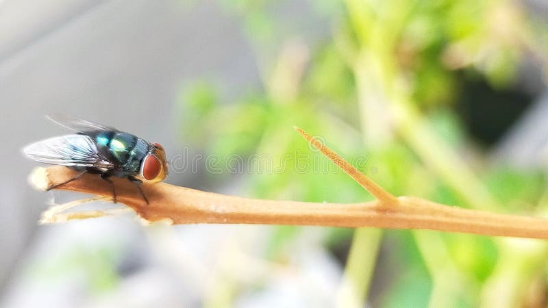 A Fly that Landed on a Dry Tree Trunk Stock Image - Image of tree ...