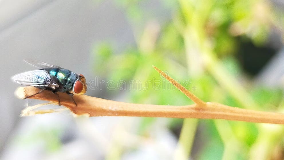 A Fly that Landed on a Dry Tree Trunk Stock Image - Image of tree ...